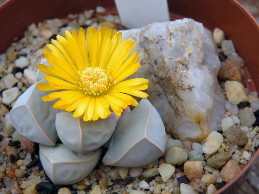 Lapidaria margaretae - Alchetron, The Free Social Encyclopedia
