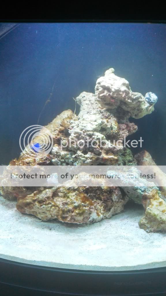 Possible Dinoflagellates and Calothrix? - Pest and Disease Treatments ...